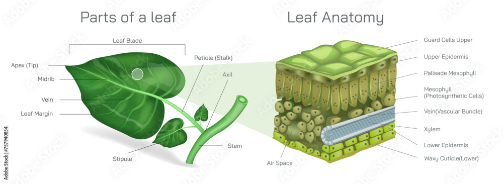 Parts of leaf and cross section of leaf vector. Types of stipules in ...