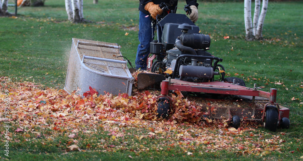 Collecting leaves with an aluminum lawn mower leaf collector Stock ...