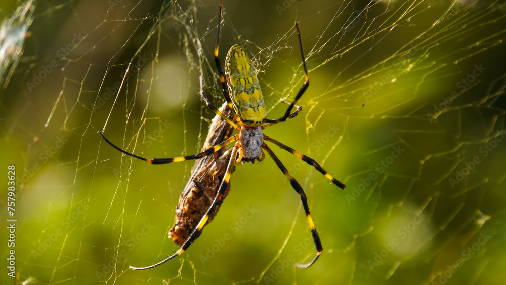 Trichonephila clavata Spider, Japanese Joro orb-weaver spider eating a ...