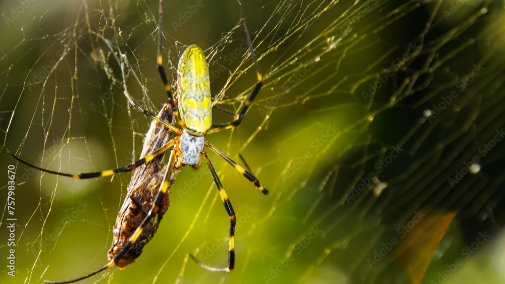 Trichonephila clavata Spider, Japanese Joro orb-weaver spider eating a ...