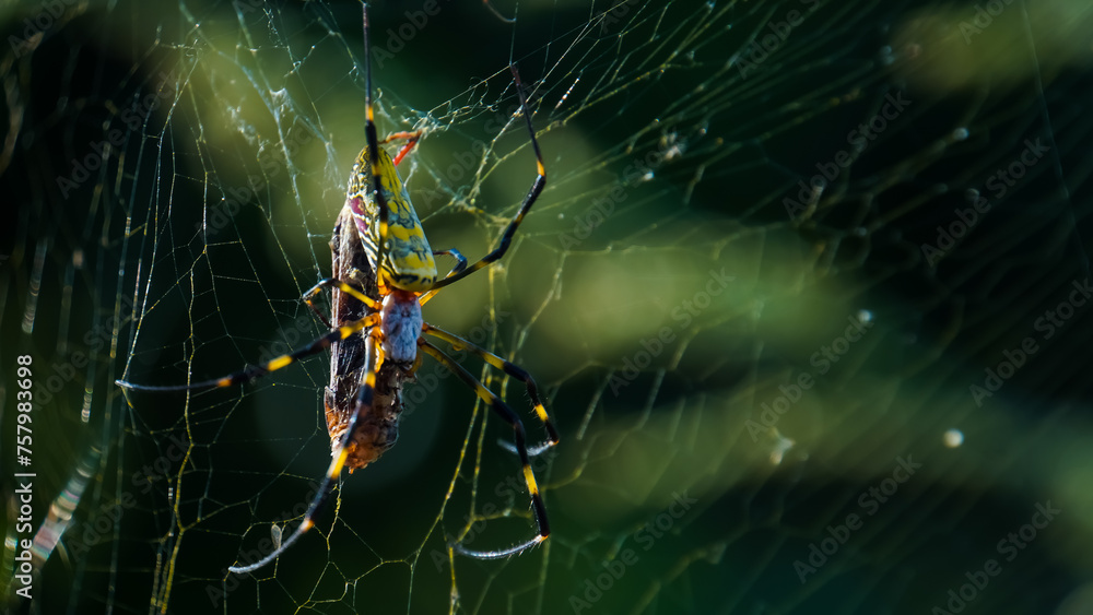 Trichonephila clavata Spider, Japanese Joro orb-weaver spider eating a ...