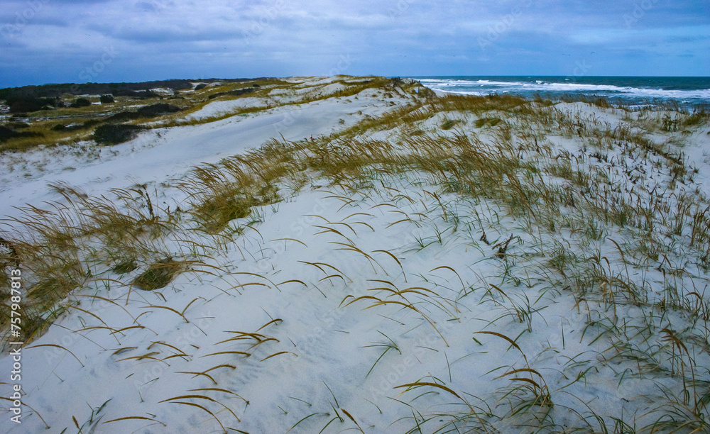 Salt-tolerant and drought-tolerant vegetation sprinkled with sand on ...