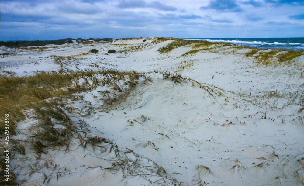 Salt-tolerant and drought-tolerant vegetation sprinkled with sand on ...