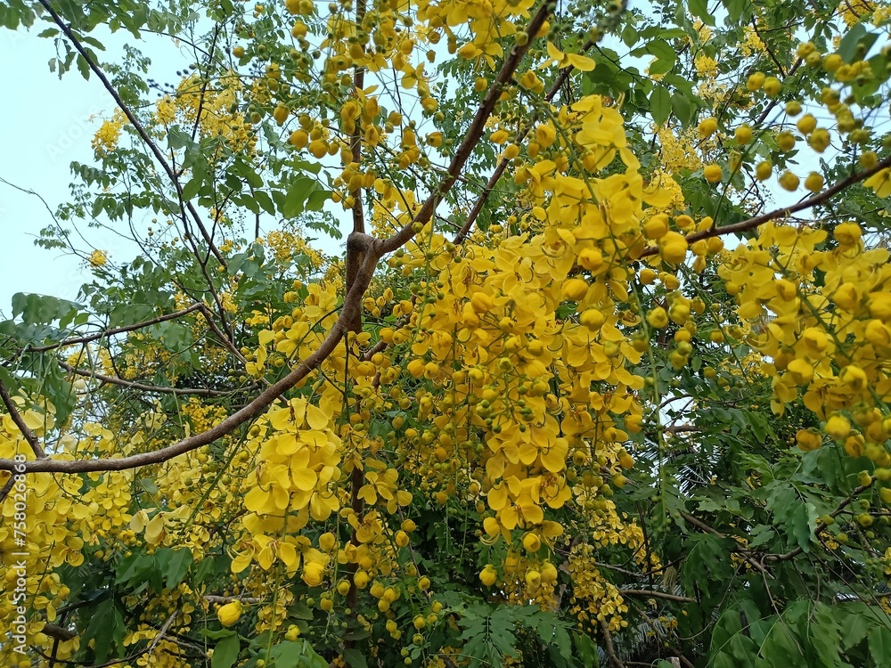 Cassia fistula, also known as golden shower, purging cassia, Indian ...