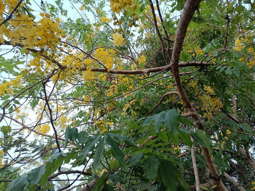 Cassia fistula, also known as golden shower, purging cassia, Indian ...