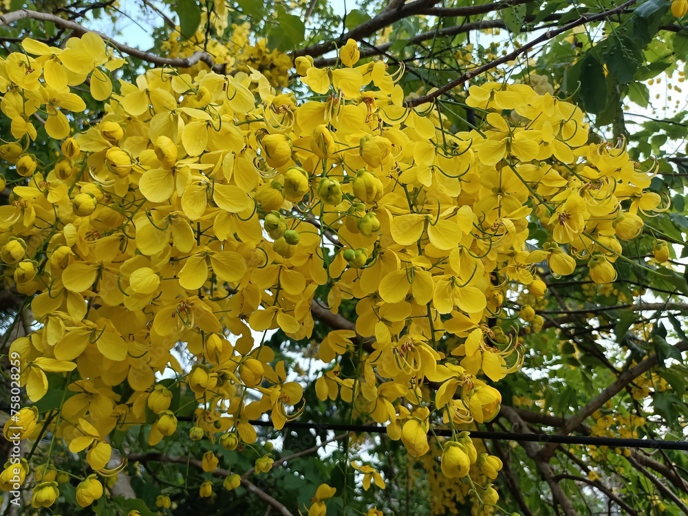 Poster Cassia fistula, also known as golden shower, purging cassia, Indian laburnum, Kani Konna ...