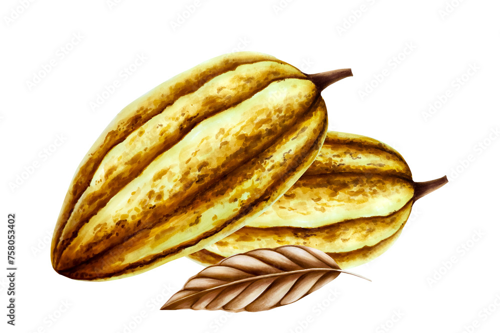 Watercolor composition with cocoa pods, fruit and dry leaf. Hand drawn ...