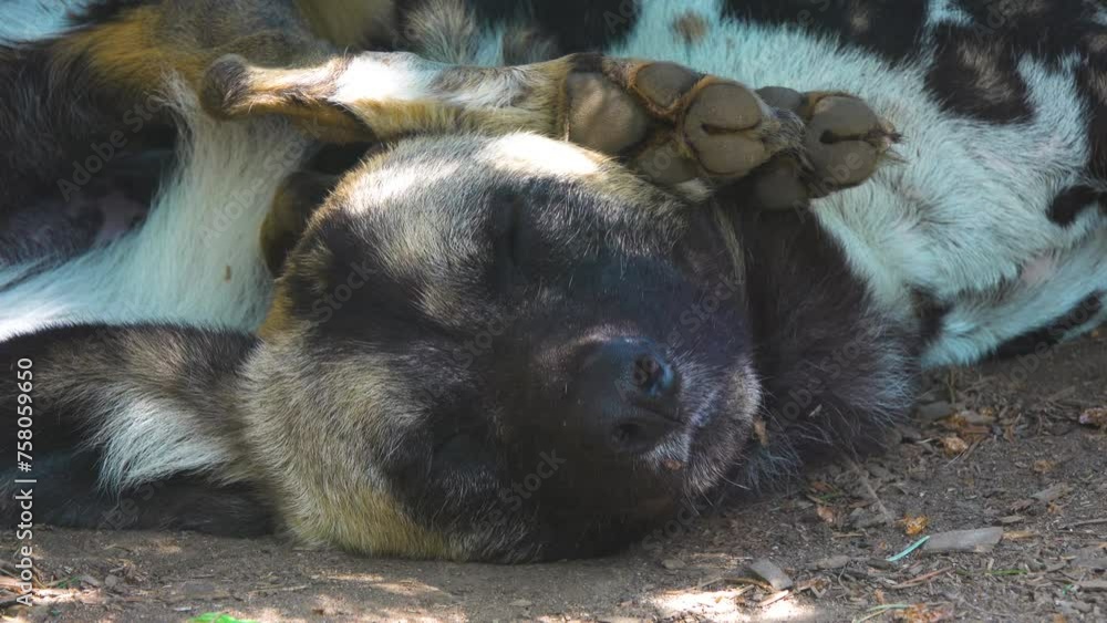 African wild dog (Lycaon pictus) is canid native to sub-Saharan Africa ...