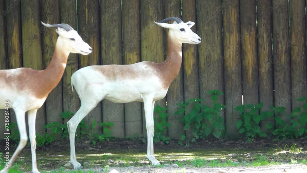 Vidéo Stock Dama gazelle, addra or mhorr gazelle (Nanger dama ...