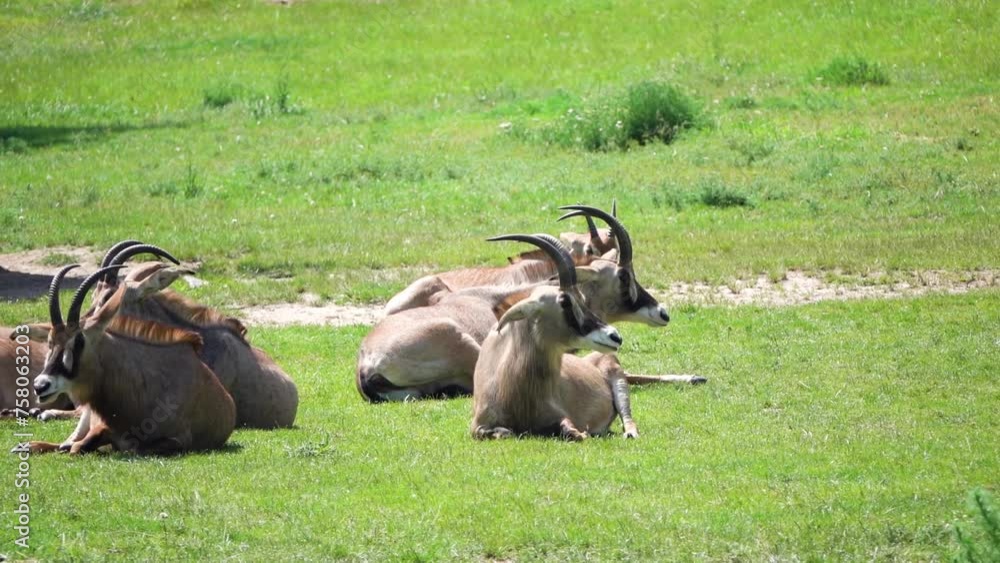 Vidéo Stock Roan antelope (Hippotragus equinus) is savanna antelope ...