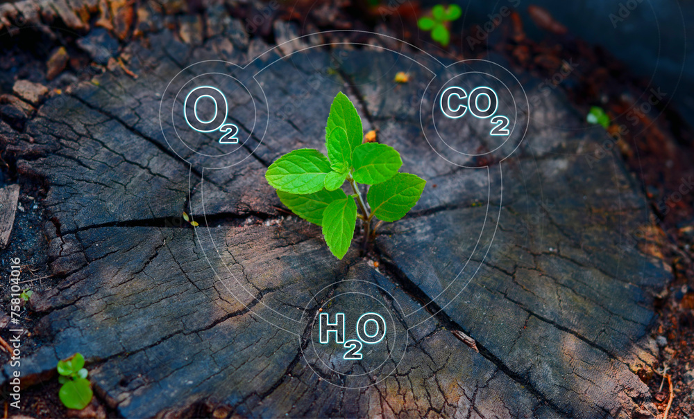Oxygen (O2), water (H2O), and carbon dioxide (CO2) are fundamental ...