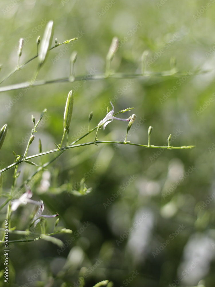 Chiretta (Andrographis paniculata) flower and seeds, also known as ...