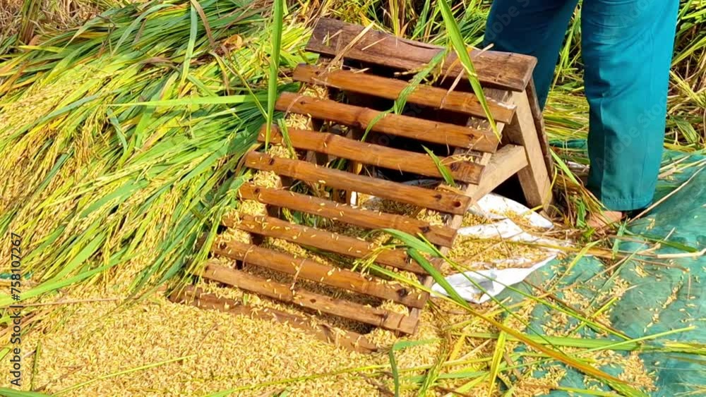 The process of separating the rice seeds from the stalks in the ...