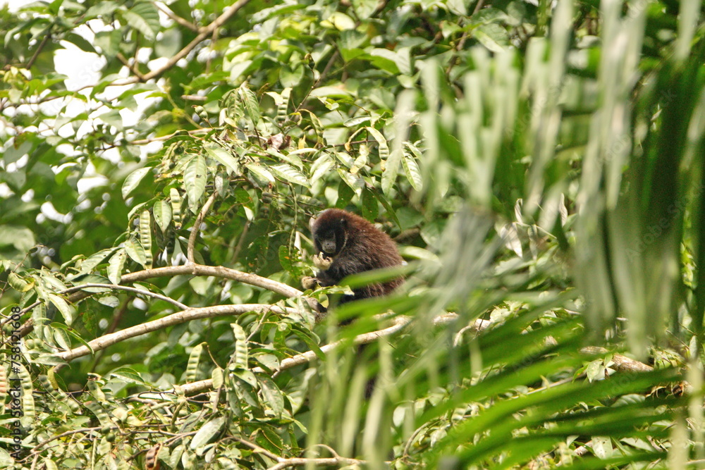 Lucifer titi monkey (Cheracebus lucifer) in a tree in the Cuyabeno ...