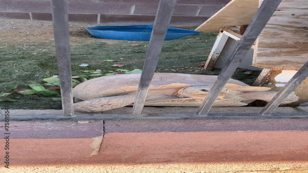 Majestic Turtle in Outdoor Enclosure: Captivating Reel Video of a Light ...