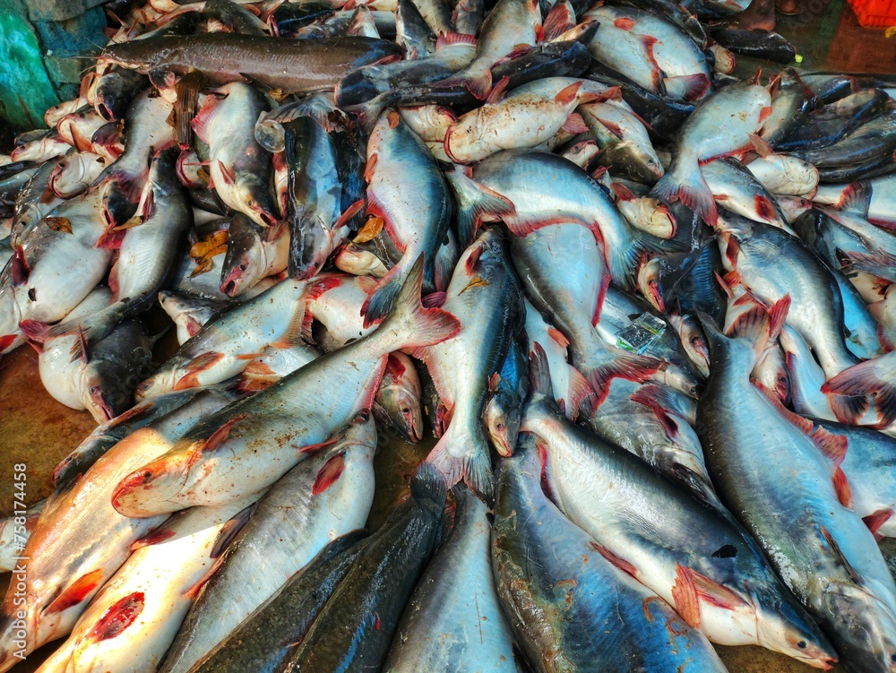 pile of big pangasius sutchi fish ready for sale big shark catfish ...