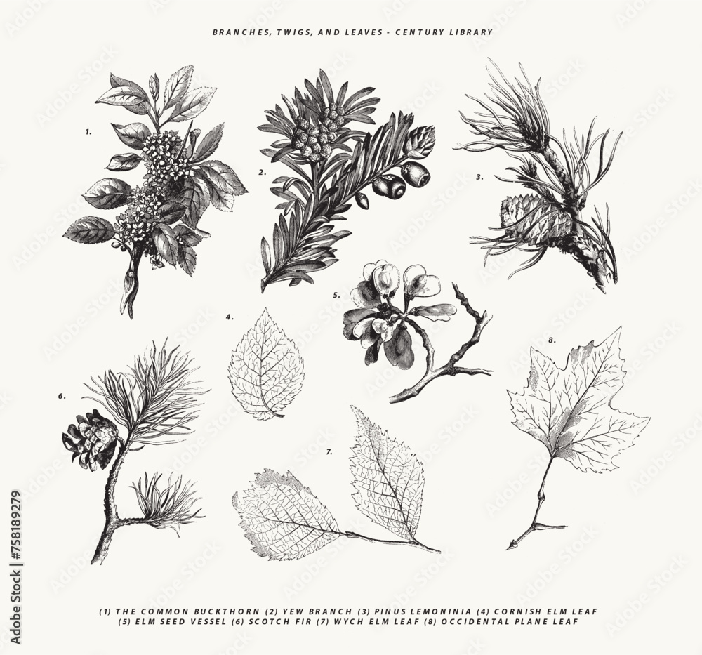 Various Branches, Twigs, and Leave Line Art Illustrations - Buckthorn ...