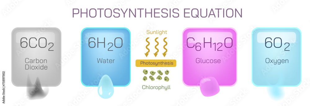 PrintPhotosynthesis is a plant vector. Botany and its branches students ...