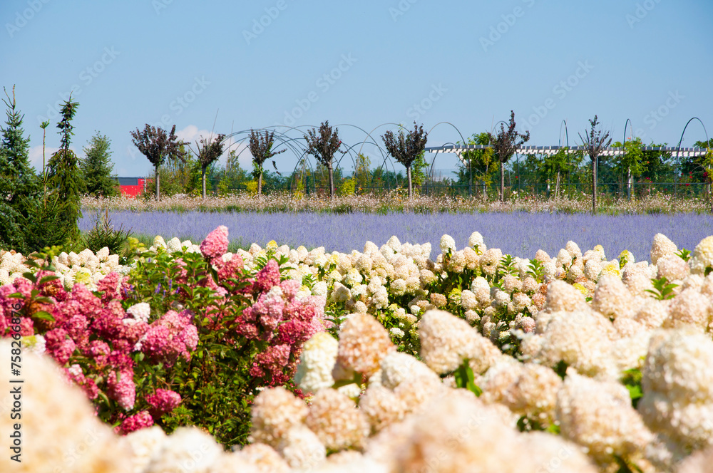 Summer spring nature. Blooming spring flower. Summer flower field ...