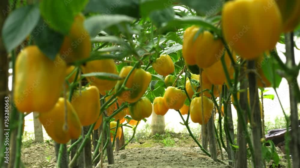 The beauty of vibrant yellow and red capsicum hanging gracefully on ...