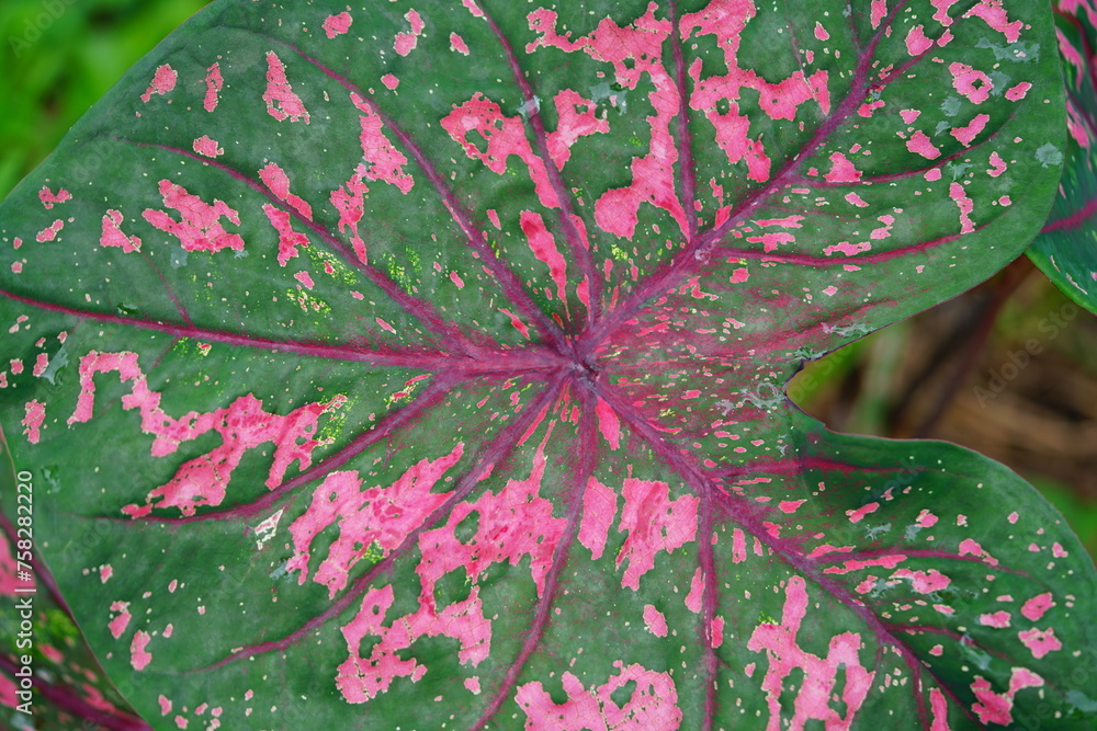 Beautiful leaved Caladium Sonia Renata, family araceae (elephant ear ...