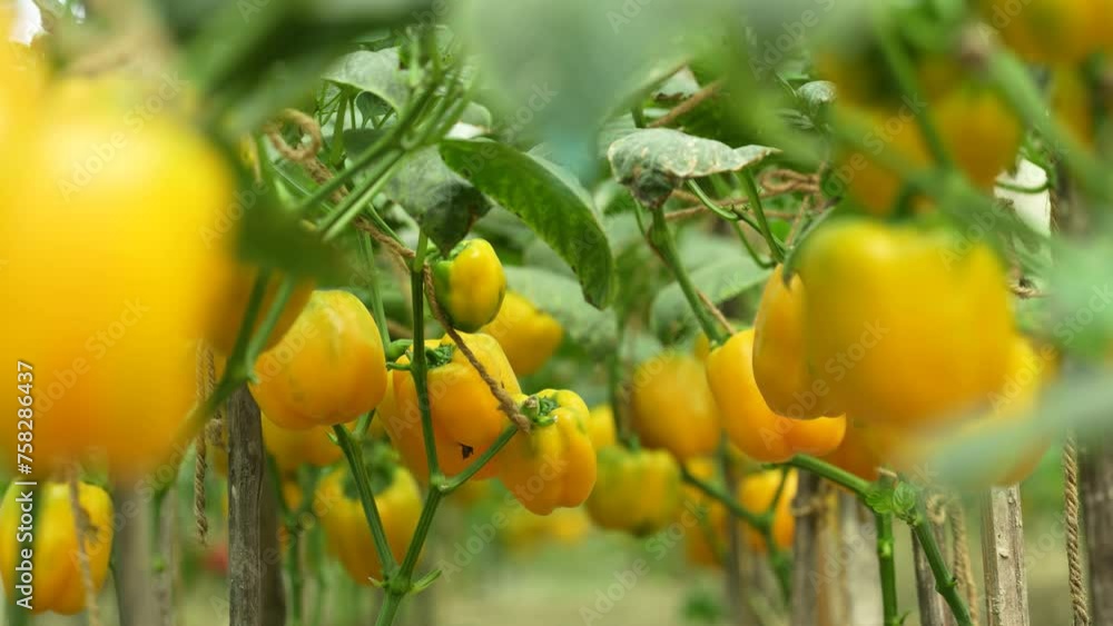 Vidéo Stock The beauty of vibrant yellow and red capsicum hanging ...