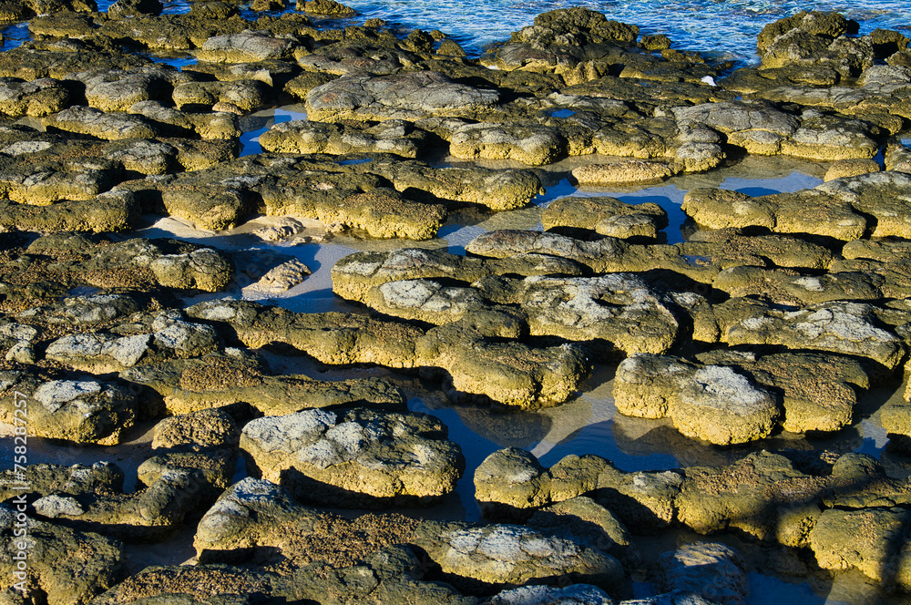 Stromatolites in Hamelin Pool, Shark Bay, Western Australia, the ...