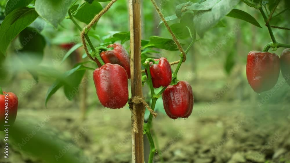 The beauty of vibrant yellow and red capsicum hanging gracefully on ...