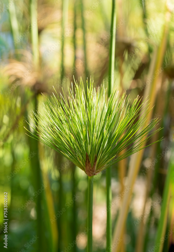 Egyptian Papyrus Plant Stock Photo | Adobe Stock