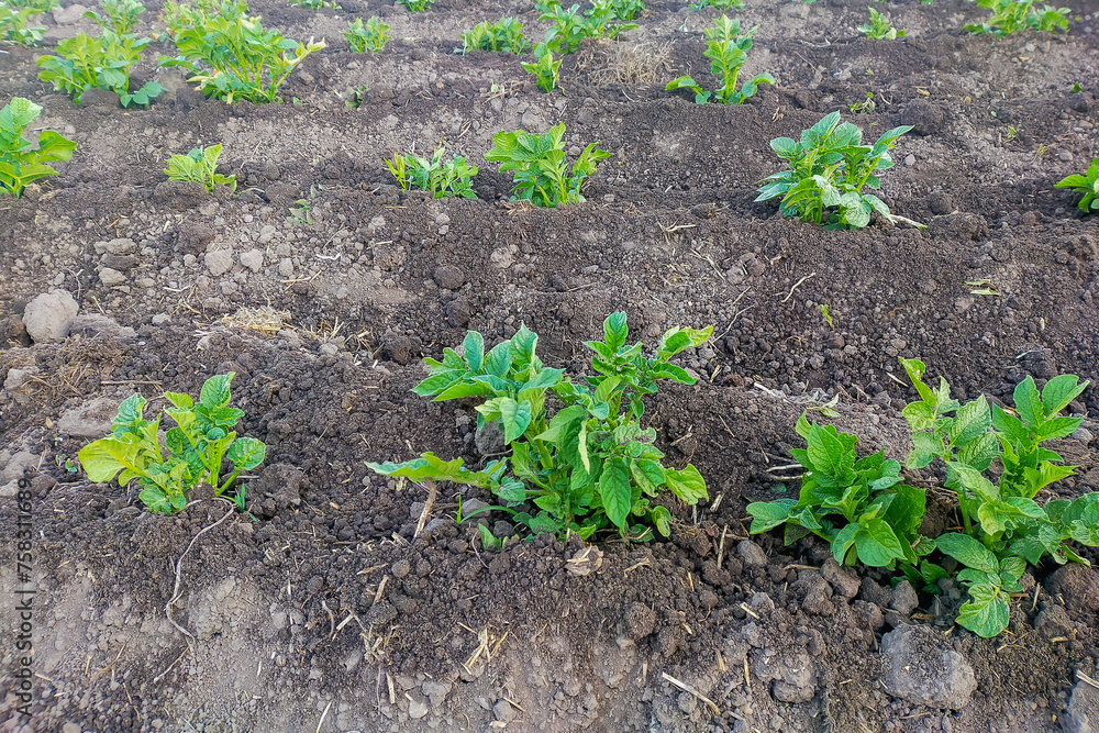 Rows of planted potatoes, immediately after hilling. In hot weather ...