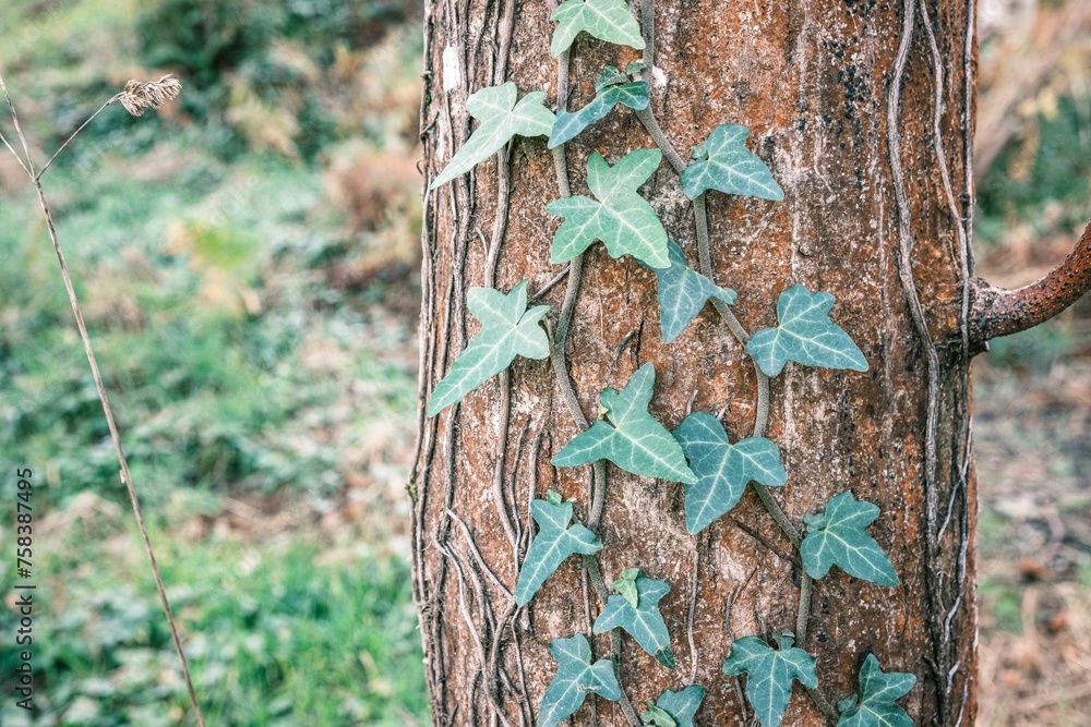 Leaves and roots of wild ivy wrapped around a tree trunk, a corner of ...