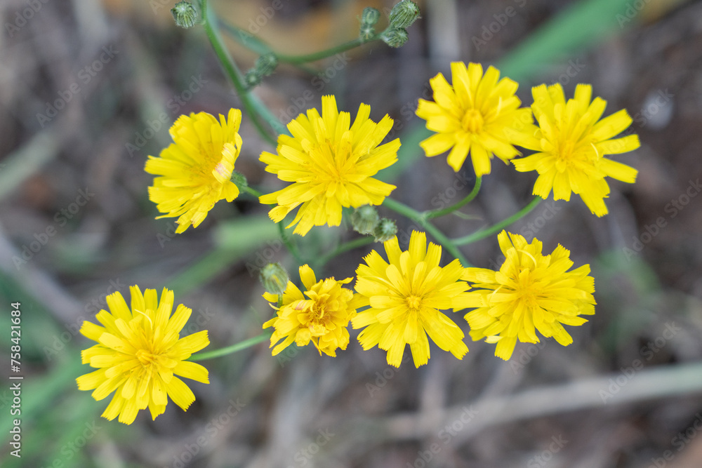 Senecio madagascariensis, Madagascar ragwort, is a species of the genus ...