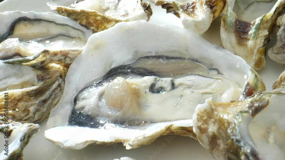 Oysters are a type of bivalve mollusk, belonging to the family ...