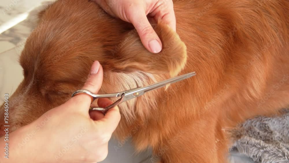 Dog grooming in detail. A skilled hand carefully trims the luscious fur ...