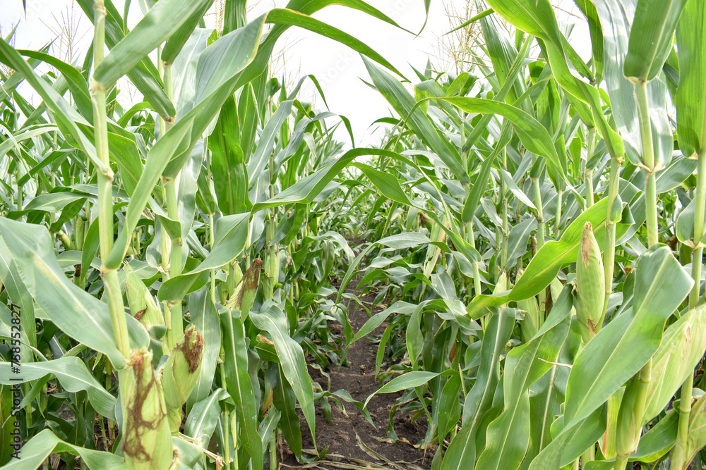 Corn plants in seedling, generative and vegetative stages on a large ...