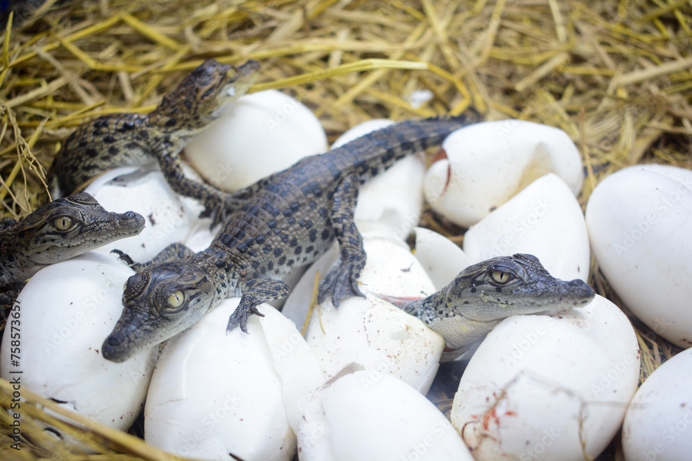 Baby crocodiles in farm, New born freshwater crocodiles. Stock Photo ...