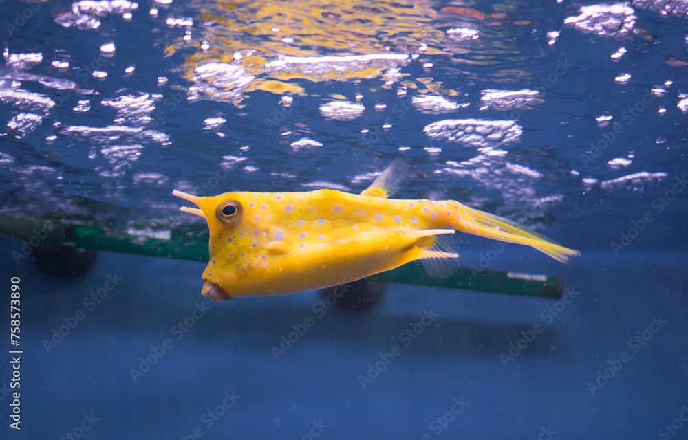 Longhorn cowfish (Lactoria cornuta) swimming in aquarium Stock Photo ...