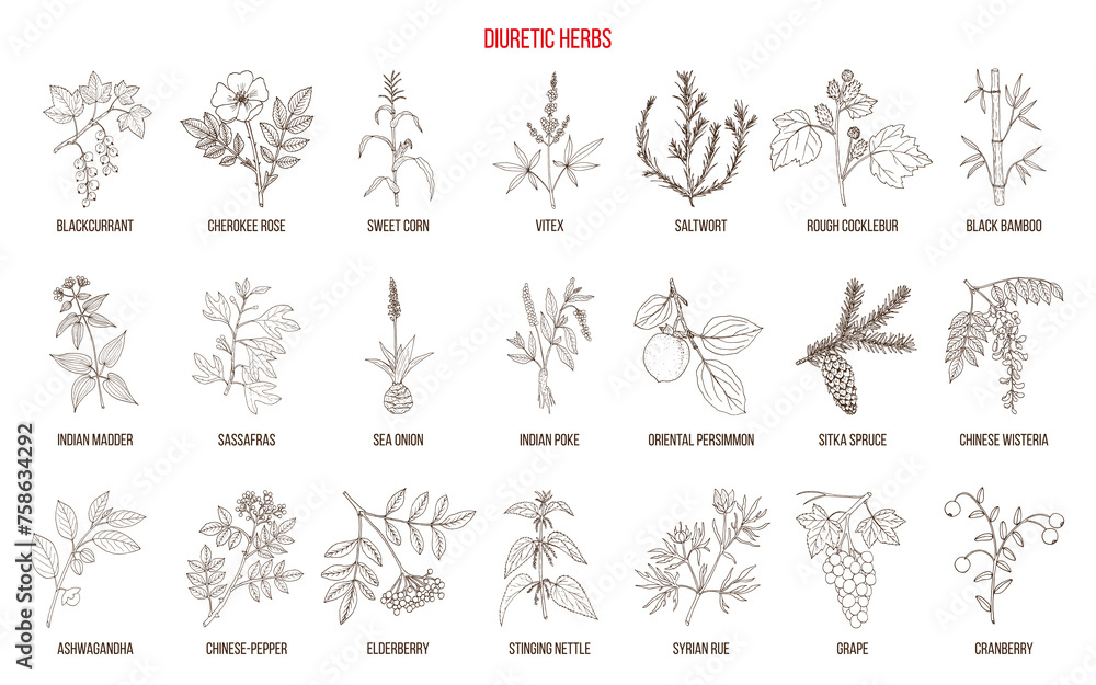 Best diuretic plants collection. Hand drawn vector illustration Stock ...