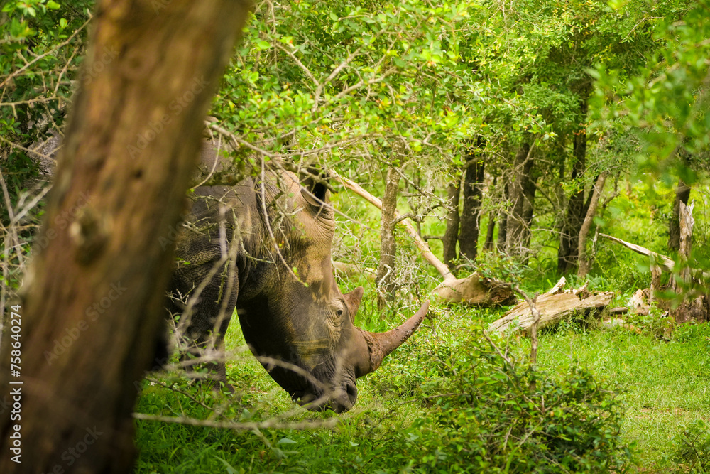 A woman is seen taking a picture of a grazing rhinoceros in a dense ...