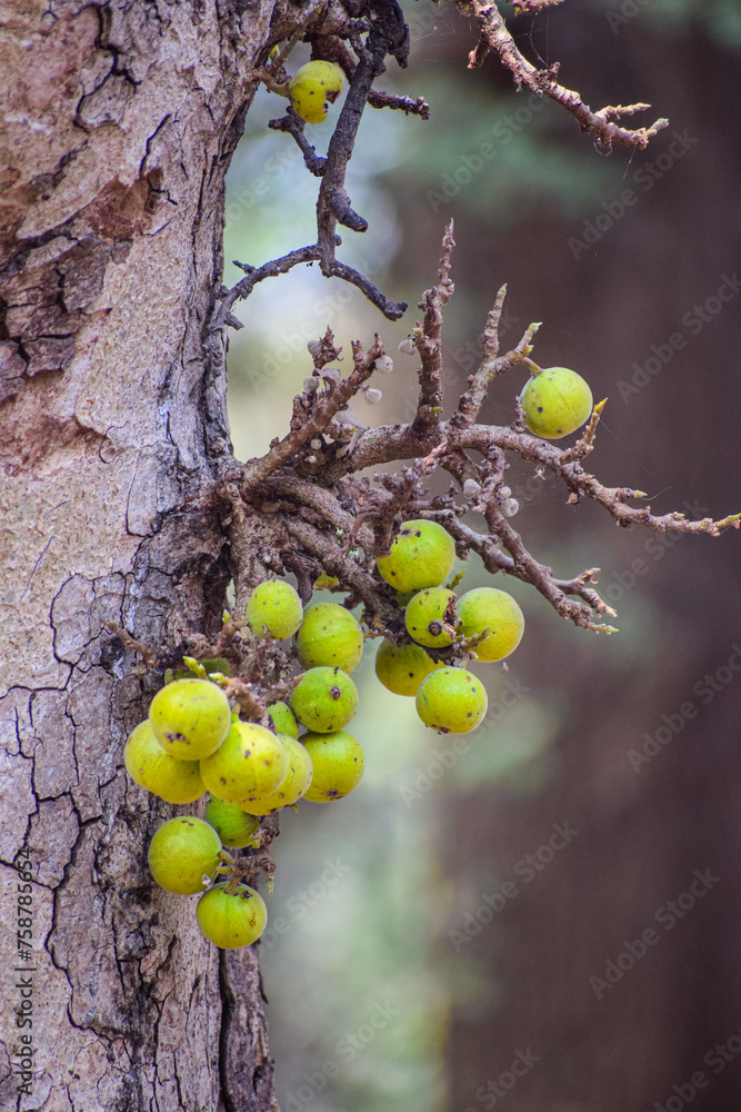 Loa tree with bunch of fruits hanging. Also called cluster fig or gular ...