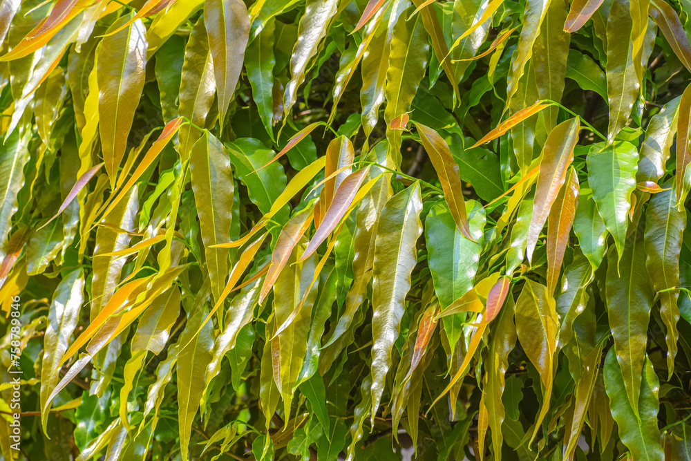 Seamless natural leaves background. Medicinal Ashoka tree or Mast tree ...