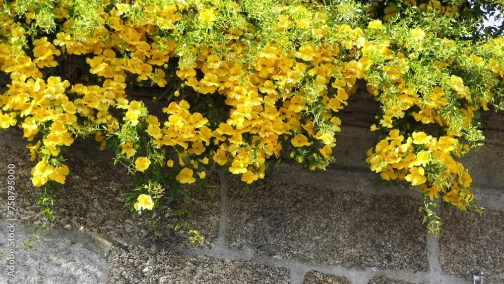 Tecoma stans is flowering perennial shrub in trumpet vine family ...