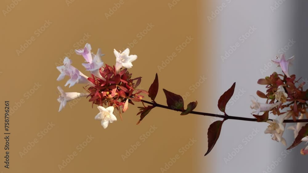 Linnaea grandiflora, synonym Abelia grandiflora, is a hybrid Linnaea ...