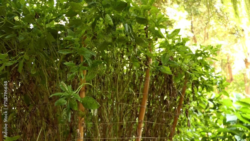 Basil (Ocimum basilicum), also called great basil, is culinary herb of ...