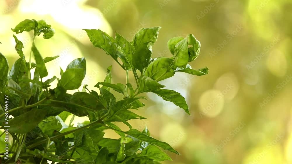 Basil (Ocimum basilicum), also called great basil, is culinary herb of ...