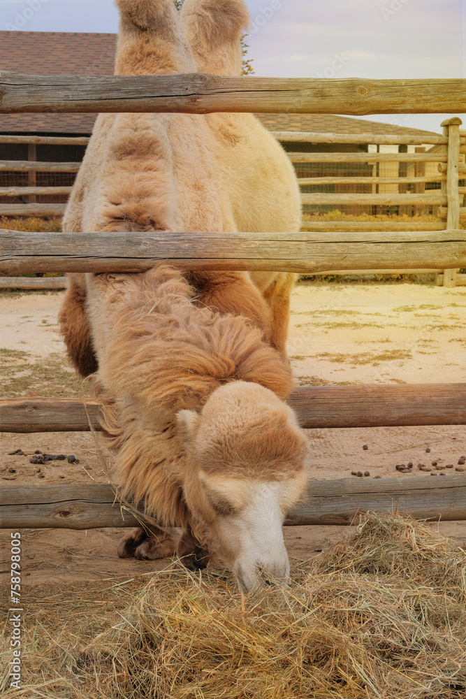 Camel eating hay at zoo. Keeping wild animals in zoological parks ...