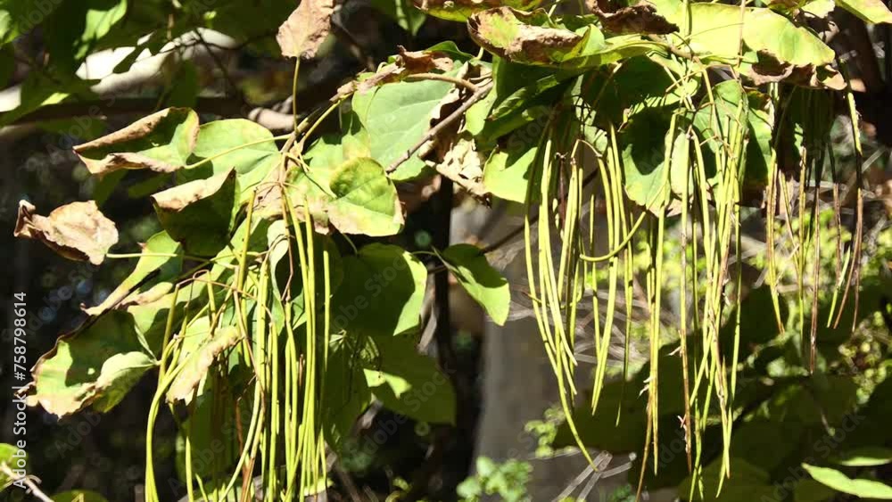 Catalpa ovata, the yellow catalpa or Chinese catalpa, is a pod-bearing ...