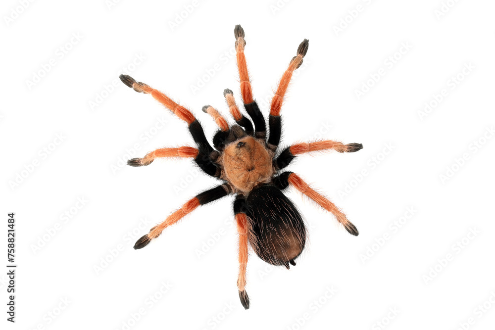 Brachypelma boehmei also known as the Mexican Fireleg, or the Mexican ...