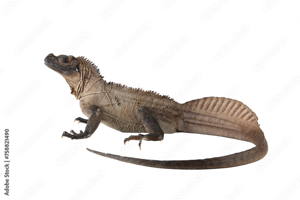 The Indonesian Giant Sailfin Dragon (Hydrosaurus microlophus) is a ...