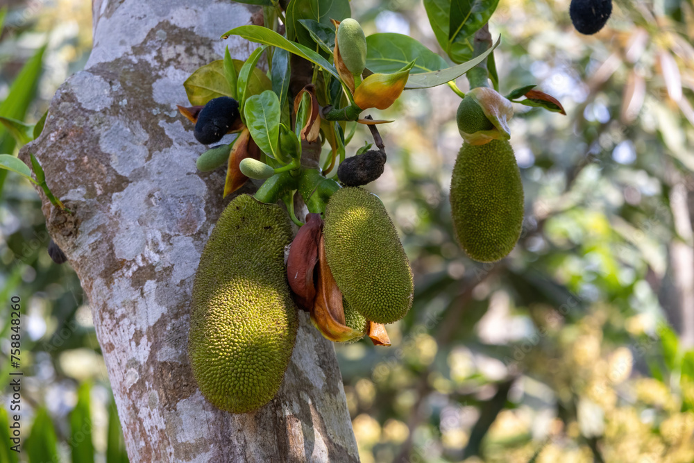 Young jackfruit is hanging on the jackfruit tree. It is locally called ...